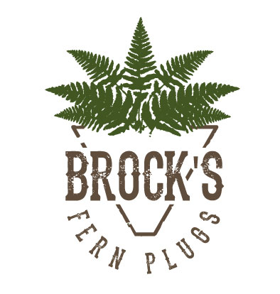 Brock's Fern Plugs | Wholesale Fern Plugs and Fern Liners