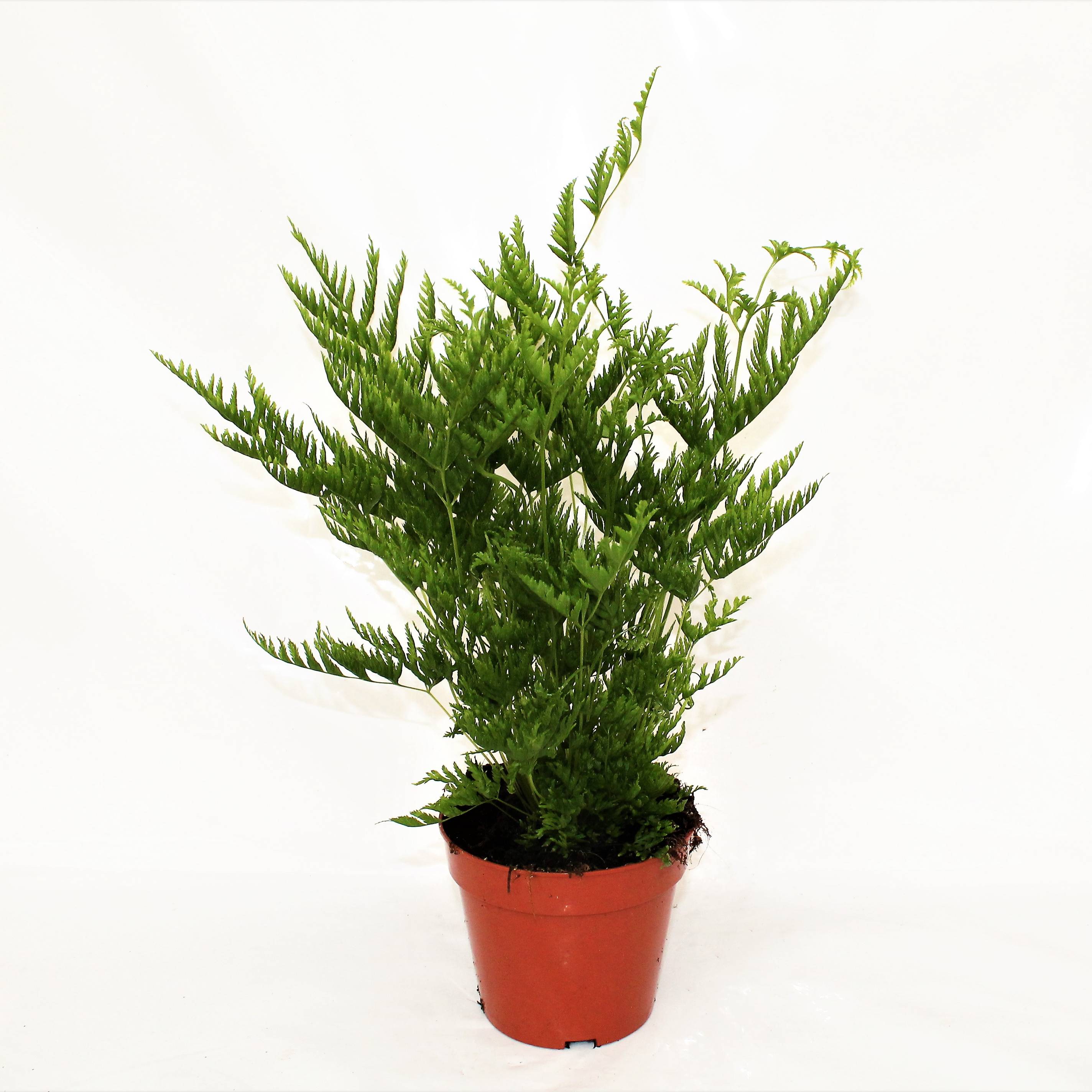 Product Gallery | Brock's Fern Plugs